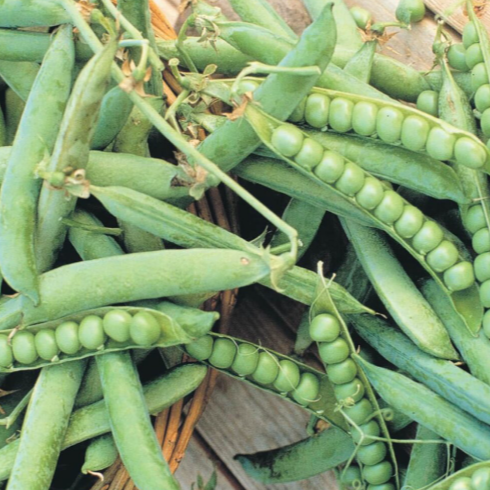 Pea Seeds - Green Arrow – The Rusted Garden