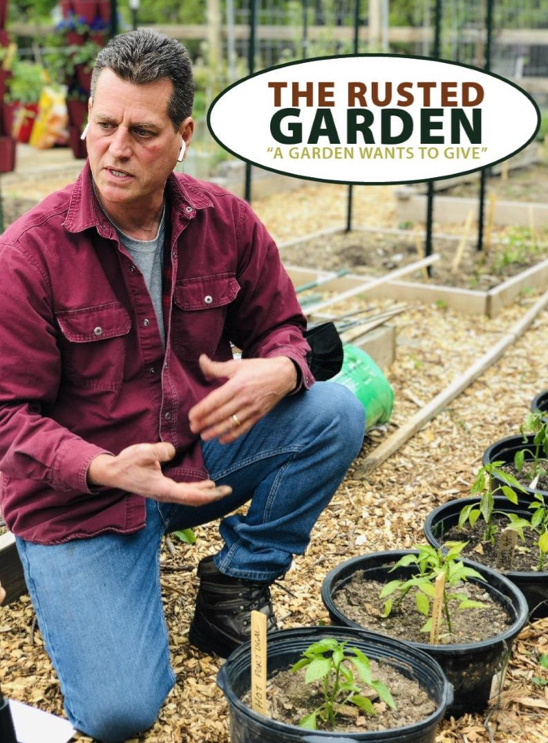 How to Make An Aspirin Spray & Drench for Tomatoes: Activate Natural D ...