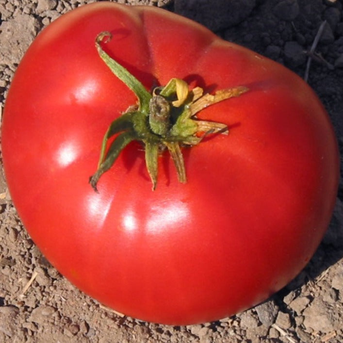 Tomato Seeds - Brandywine Red (Heirloom) – The Rusted Garden