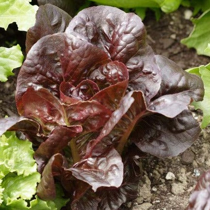 Lettuce Seeds - Red Romaine – The Rusted Garden