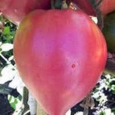 Tomato Seeds - Pink Oxheart (Heirloom) – The Rusted Garden
