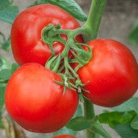 Tomato Seeds Rutgers (Heirloom) – The Rusted Garden