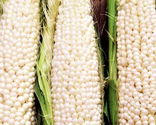 Corn Mix - Golden Bantam and Silver Queen White Corn – The Rusted Garden